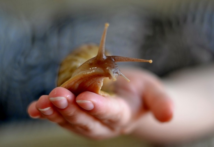 Slippery topic: snail therapy (photo of the procedure) - Estet-Portal