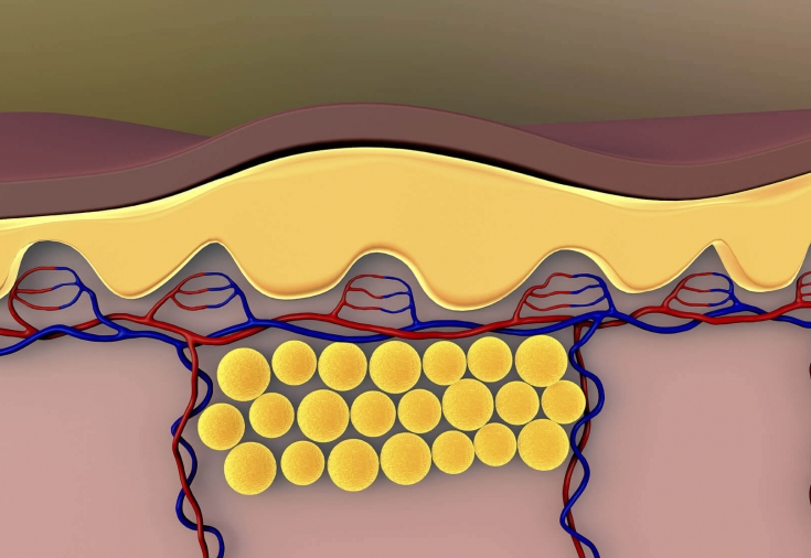 Five metabolic factors that trigger the fat burning process - Estet-Portal